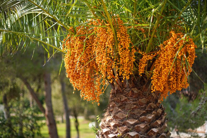 14 Different Types of Palm Trees & How Tall They Grow | LoveToKnow