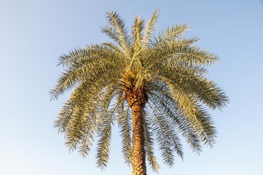 14 Different Types of Palm Trees & How Tall They Grow | LoveToKnow