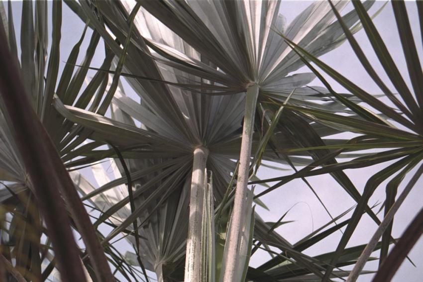 14 Different Types of Palm Trees & How Tall They Grow | LoveToKnow