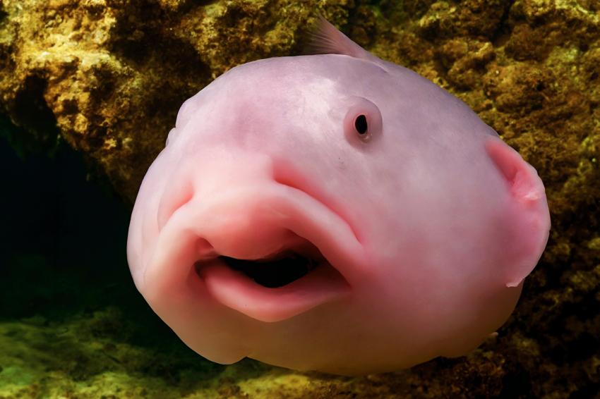 10 Wildly Weird Animals You've Probably Never Heard Of | LoveToKnow