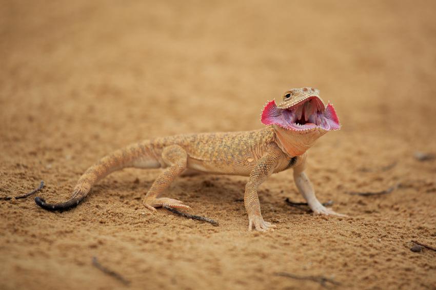 10 Wildly Weird Animals You've Probably Never Heard Of | LoveToKnow