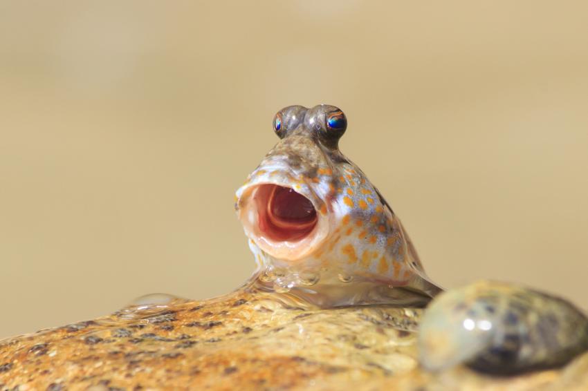 10 Wildly Weird Animals You've Probably Never Heard Of | LoveToKnow