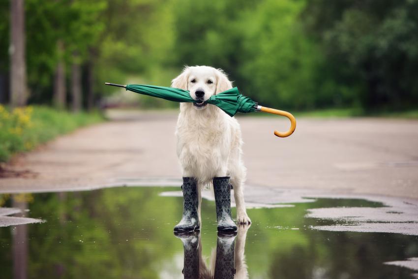 10 Adorably Muddy Dogs Ready for Spring | LoveToKnow Pets