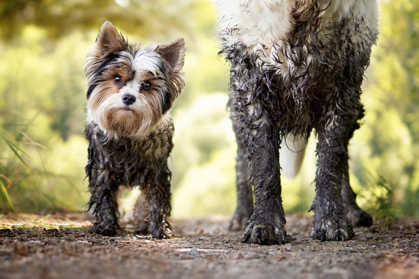 10 Adorably Muddy Dogs Ready for Spring | LoveToKnow Pets