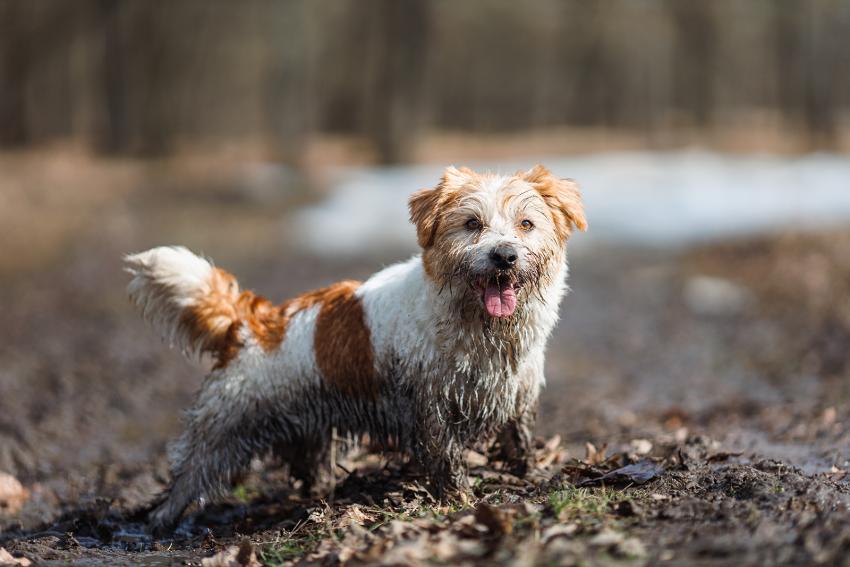 10 Adorably Muddy Dogs Ready for Spring | LoveToKnow Pets