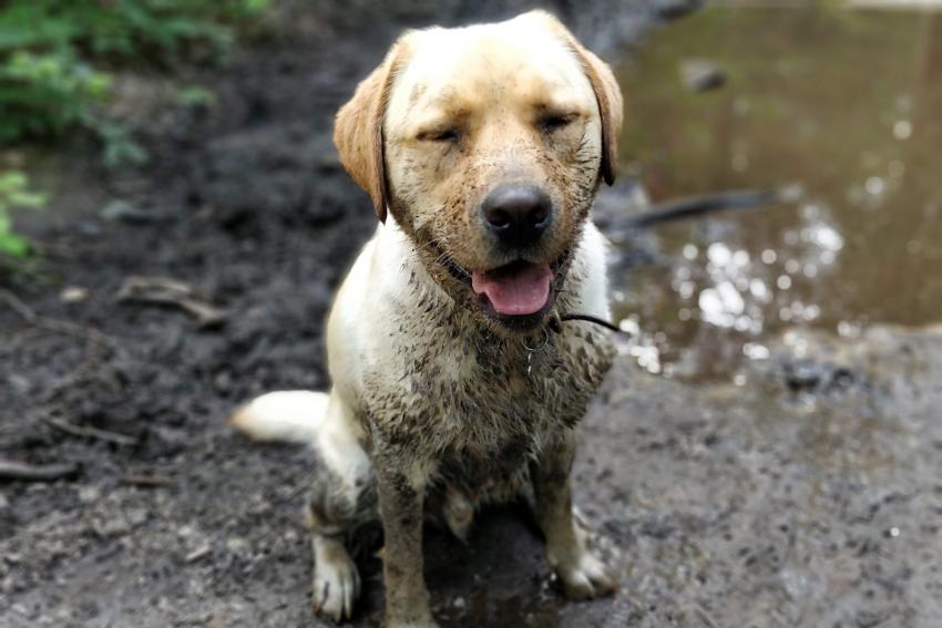 10 Adorably Muddy Dogs Ready for Spring | LoveToKnow Pets