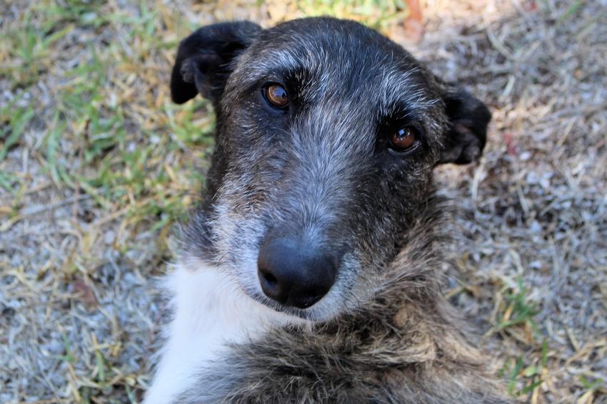 Australian Dog Breeds We Love All Over, Not Just Down Under ...