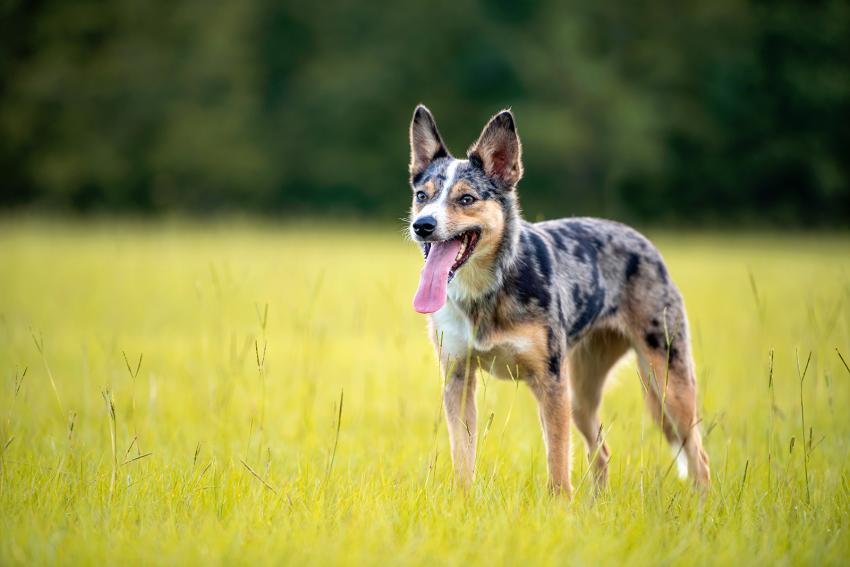 Australian Dog Breeds We Love All Over, Not Just Down Under ...