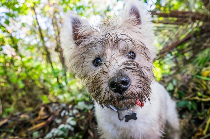 10 Adorably Muddy Dogs Ready for Spring | LoveToKnow Pets