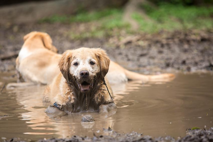 10 Adorably Muddy Dogs Ready for Spring | LoveToKnow Pets