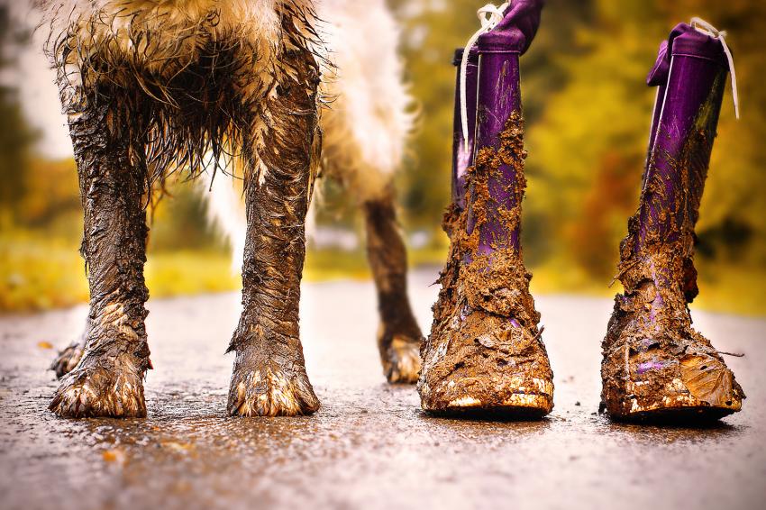 10 Adorably Muddy Dogs Ready for Spring | LoveToKnow Pets