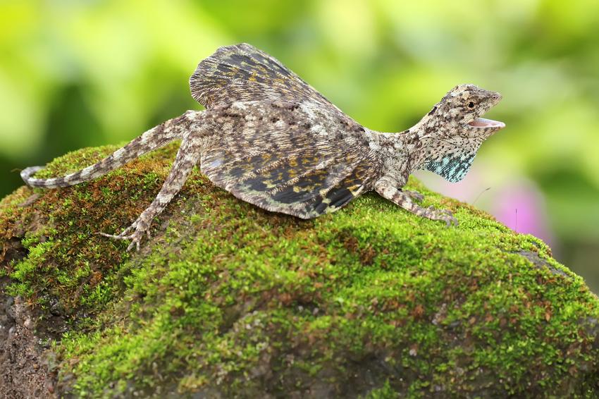 20 Lizards That Are Real-Life Dragons In Disguise | LoveToKnow Pets