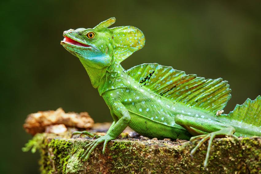 20 Lizards That Are Real-Life Dragons In Disguise | LoveToKnow Pets