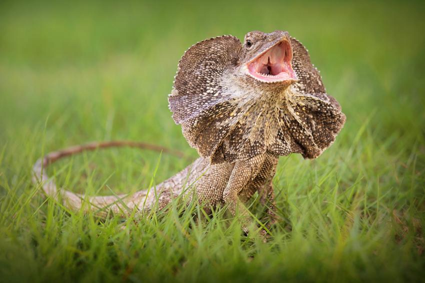 20 Lizards That Are Real-Life Dragons In Disguise | LoveToKnow Pets