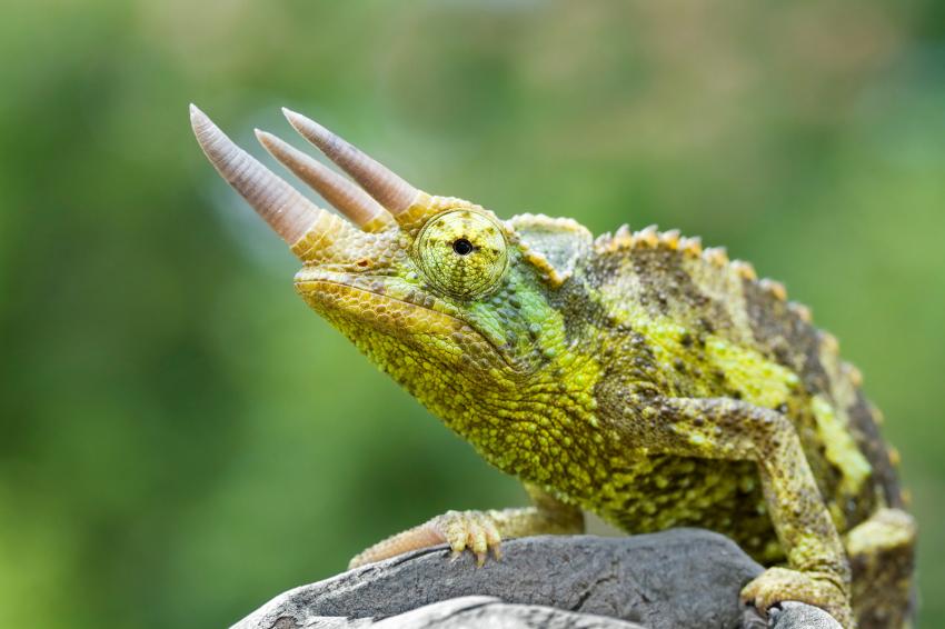 20 Lizards That Are Real-Life Dragons In Disguise | LoveToKnow Pets