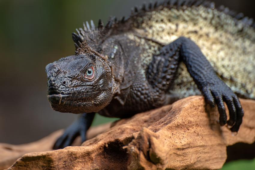 20 Lizards That Are Real-Life Dragons In Disguise | LoveToKnow Pets