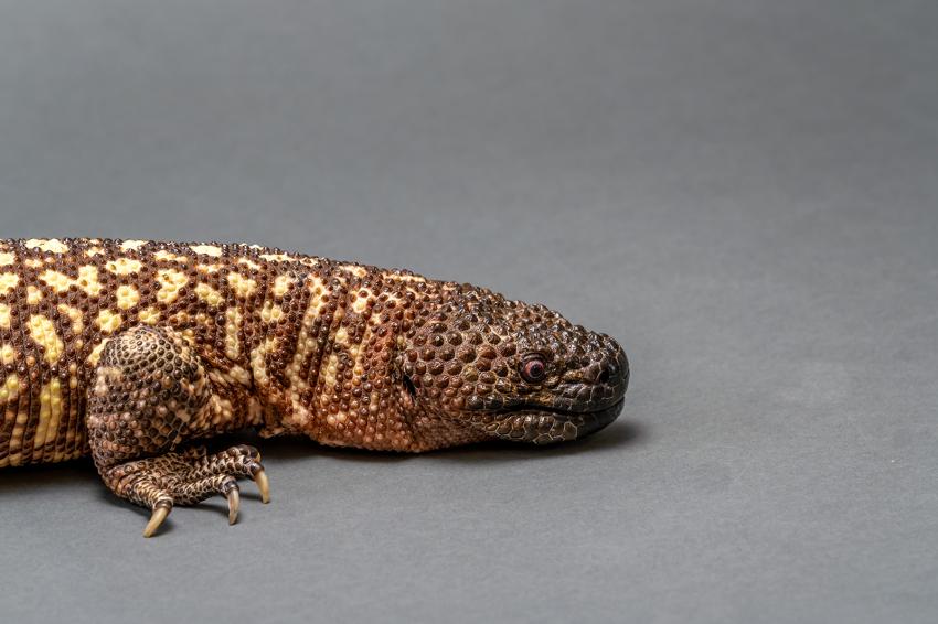 20 Lizards That Are Real-Life Dragons In Disguise | LoveToKnow Pets