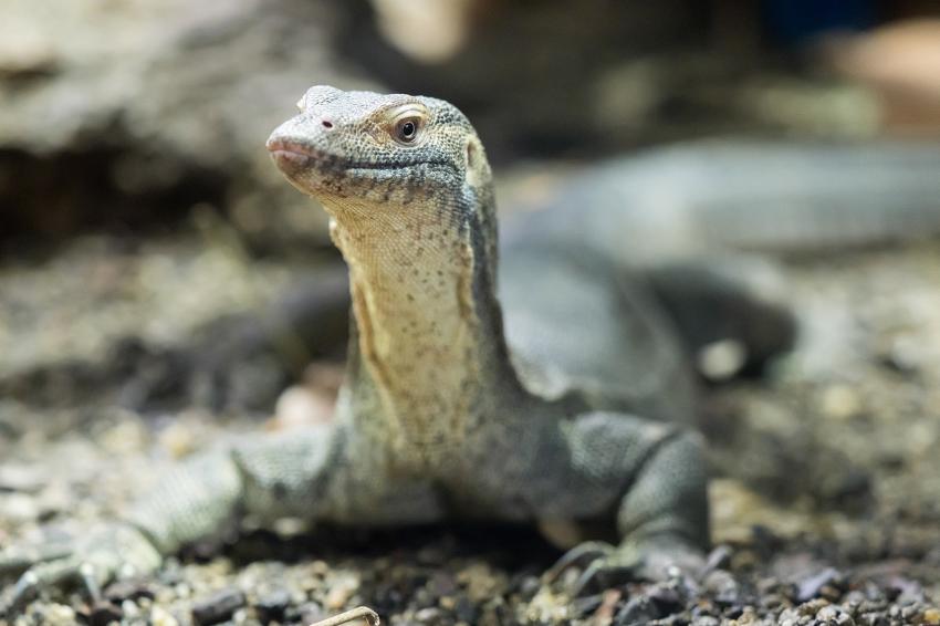 20 Lizards That Are Real-Life Dragons In Disguise | LoveToKnow Pets