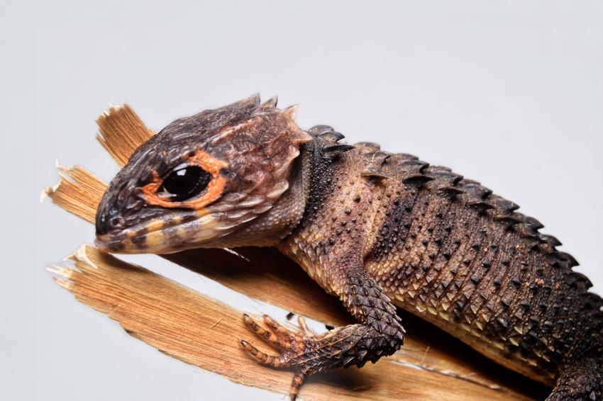 20 Lizards That Are Real-Life Dragons In Disguise | LoveToKnow Pets