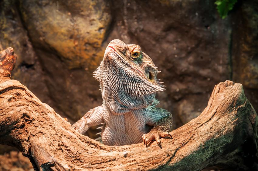 20 Lizards That Are Real-Life Dragons In Disguise | LoveToKnow Pets
