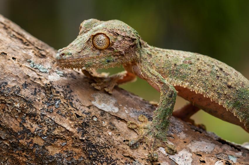 20 Lizards That Are Real-Life Dragons In Disguise | LoveToKnow Pets