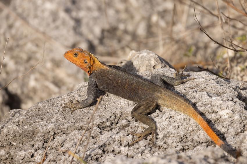 20 Lizards That Are Real-Life Dragons In Disguise | LoveToKnow Pets