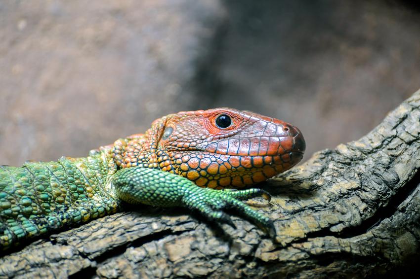 20 Lizards That Are Real-Life Dragons In Disguise | LoveToKnow Pets