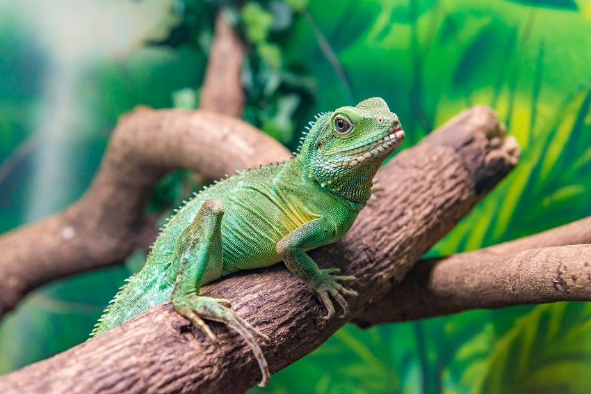 20 Lizards That Are Real-Life Dragons In Disguise | LoveToKnow Pets