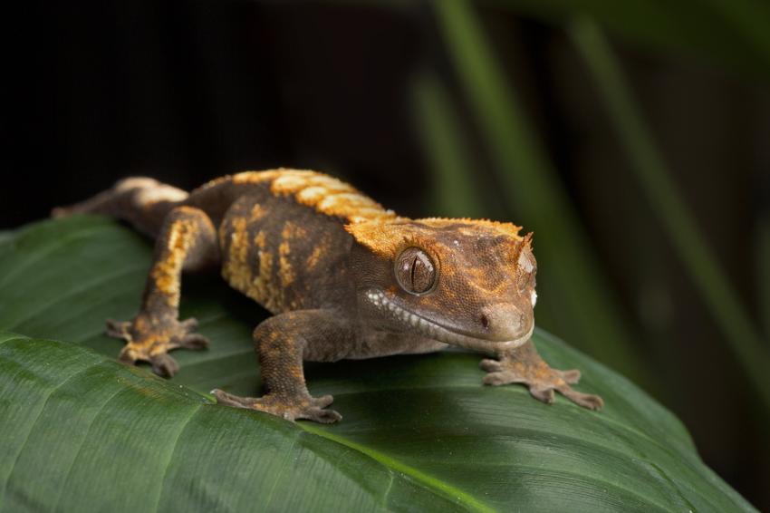 20 Lizards That Are Real-Life Dragons In Disguise | LoveToKnow Pets