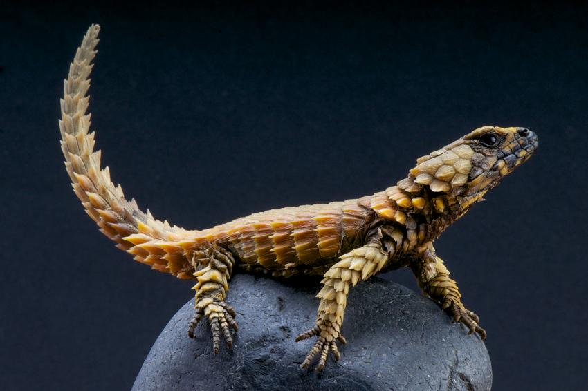 20 Lizards That Are Real-Life Dragons In Disguise | LoveToKnow Pets