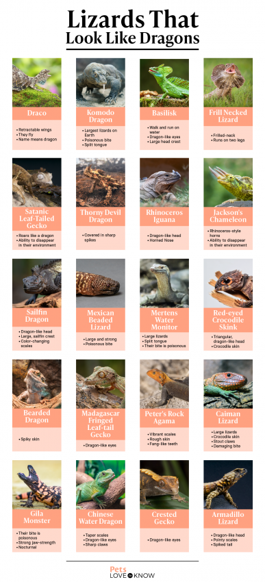 20 Lizards That Are Real-Life Dragons In Disguise | LoveToKnow Pets