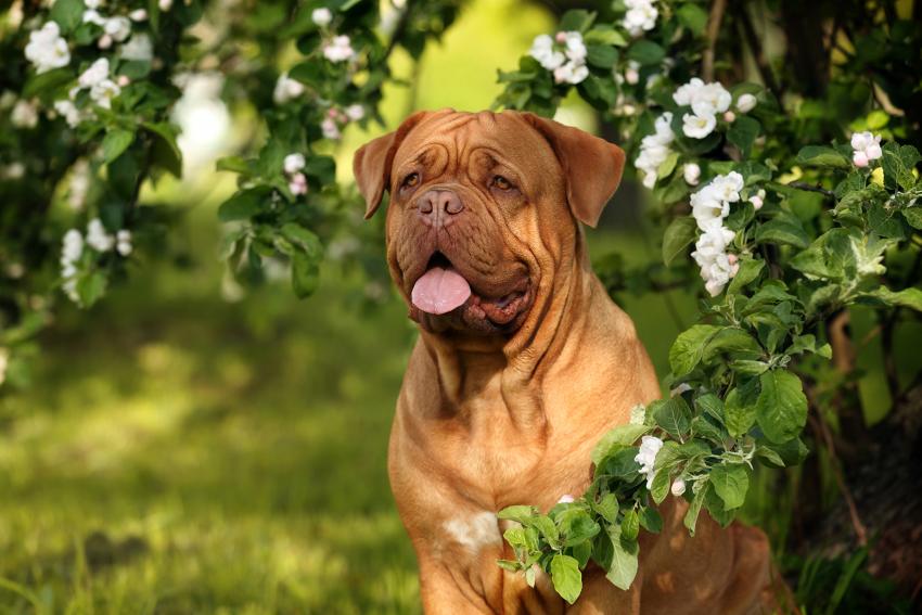 10 Best Dog Movies From the 80s: An Ulti-Mutt Ranking | LoveToKnow Pets