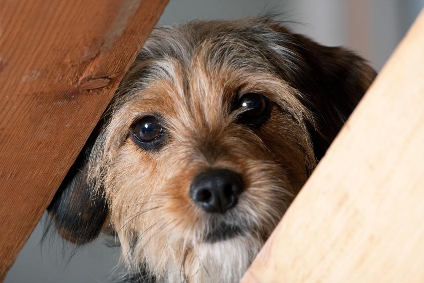 10 Best Dog Movies From the 80s: An Ulti-Mutt Ranking | LoveToKnow Pets