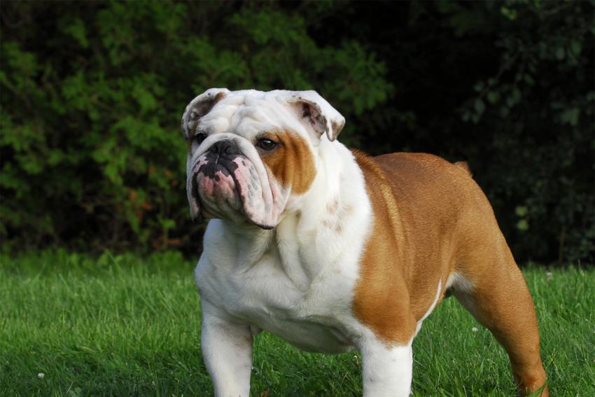 10 Best Dog Movies From the 80s: An Ulti-Mutt Ranking | LoveToKnow Pets