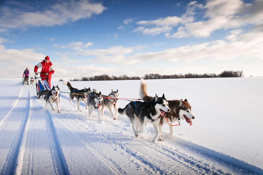 11 Sled Dog Movies That’ll Give You All the Feels | LoveToKnow Pets