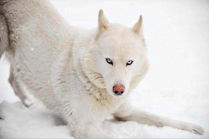 11 Sled Dog Movies That’ll Give You All the Feels | LoveToKnow Pets