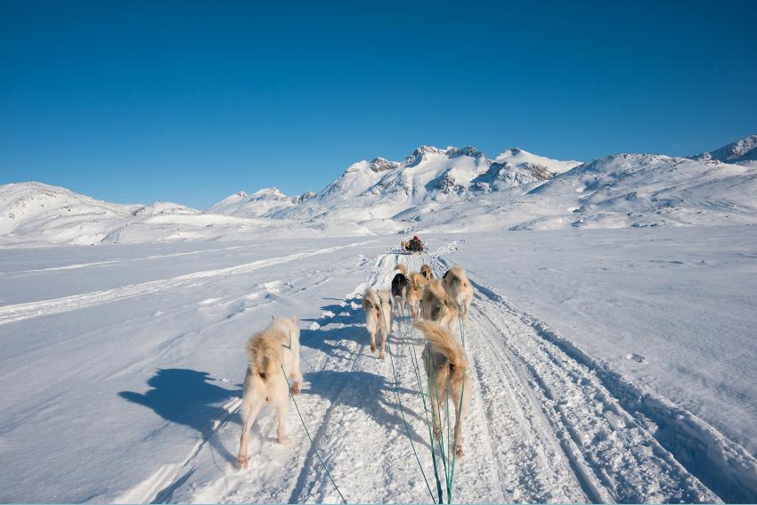 11 Sled Dog Movies That’ll Give You All the Feels | LoveToKnow Pets