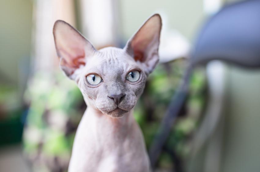 14 Weird-Looking Cats That Are So Odd They’re Adorable | LoveToKnow Pets