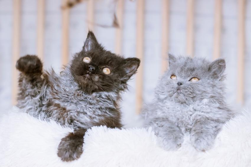 14 Weird-Looking Cats That Are So Odd They’re Adorable | LoveToKnow Pets