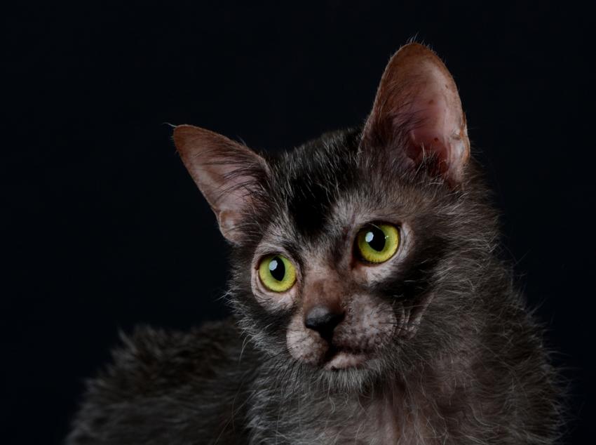 14 Weird-Looking Cats That Are So Odd They’re Adorable | LoveToKnow Pets