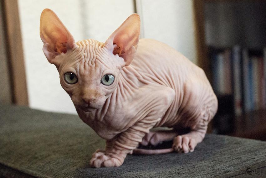 14 Weird-Looking Cats That Are So Odd They’re Adorable | LoveToKnow Pets