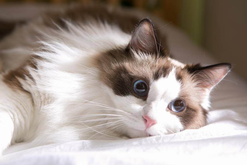14 Weird-Looking Cats That Are So Odd They’re Adorable | LoveToKnow Pets