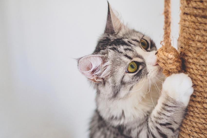 8 DIY Cat Scratching Posts for Every Skill Level | LoveToKnow Pets
