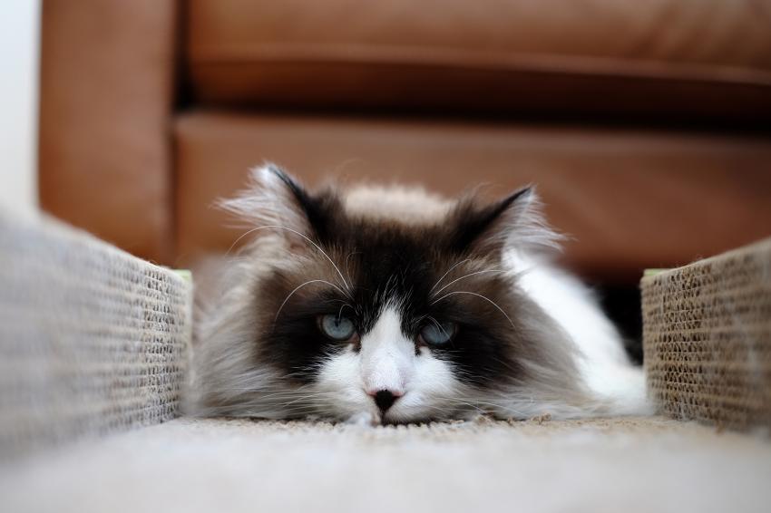 8 DIY Cat Scratching Posts for Every Skill Level | LoveToKnow Pets