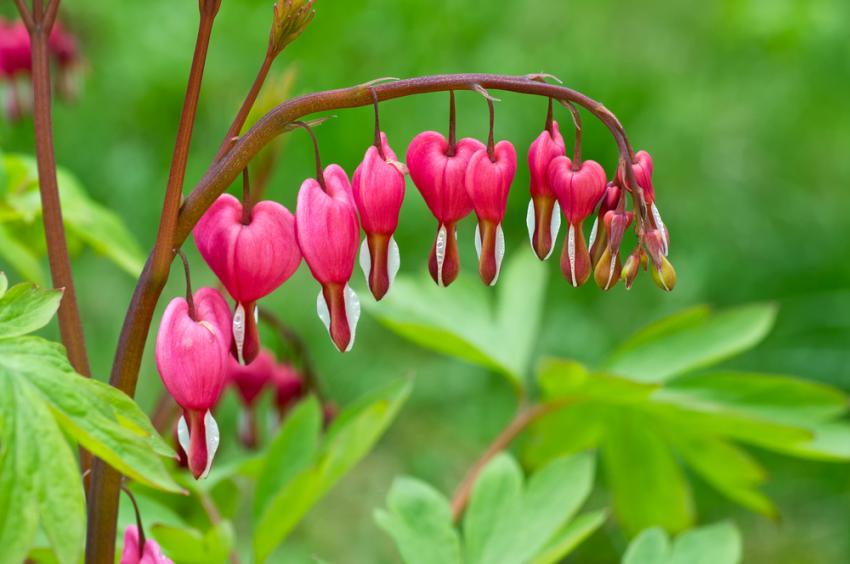 20 Vibrant Spring Flowers That Welcome Warmer Weather | LoveToKnow