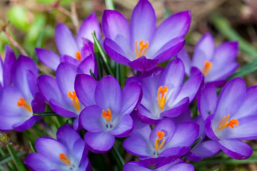 20 Vibrant Spring Flowers That Welcome Warmer Weather | LoveToKnow