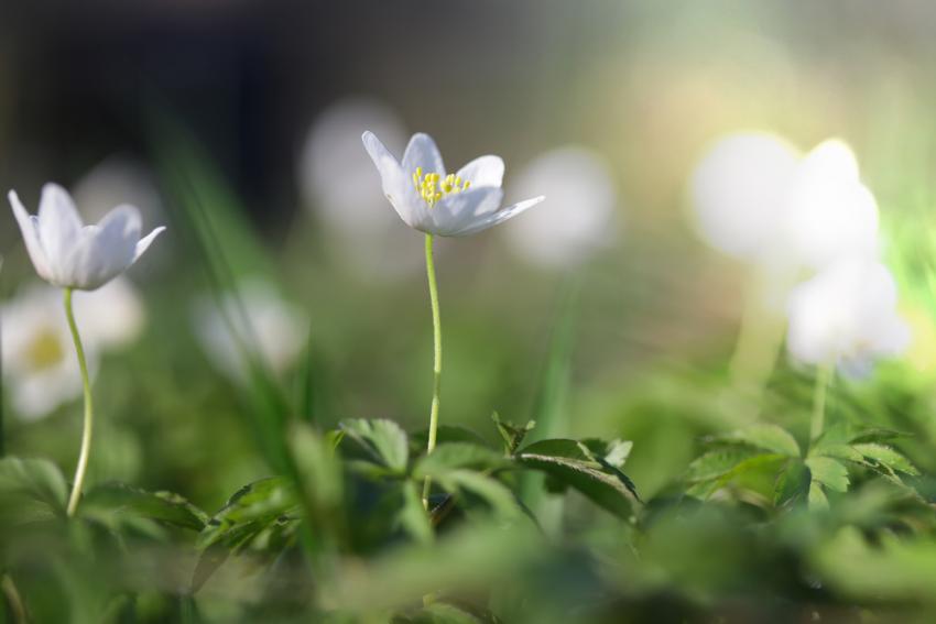 20 Vibrant Spring Flowers That Welcome Warmer Weather | LoveToKnow