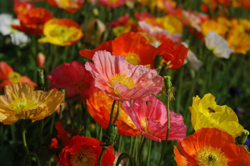 20 Vibrant Spring Flowers That Welcome Warmer Weather | LoveToKnow