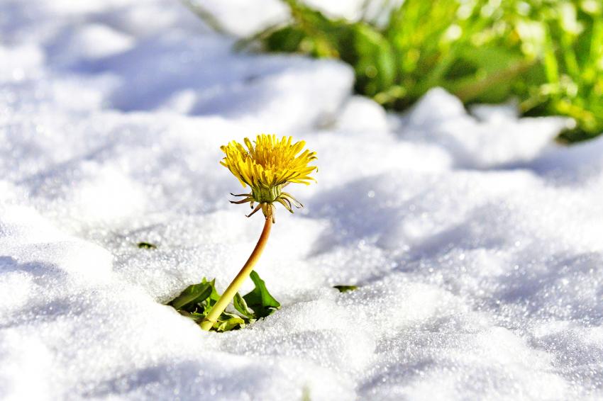 Wishing on Dandelions & Other Flower Fluff Traditions | LoveToKnow