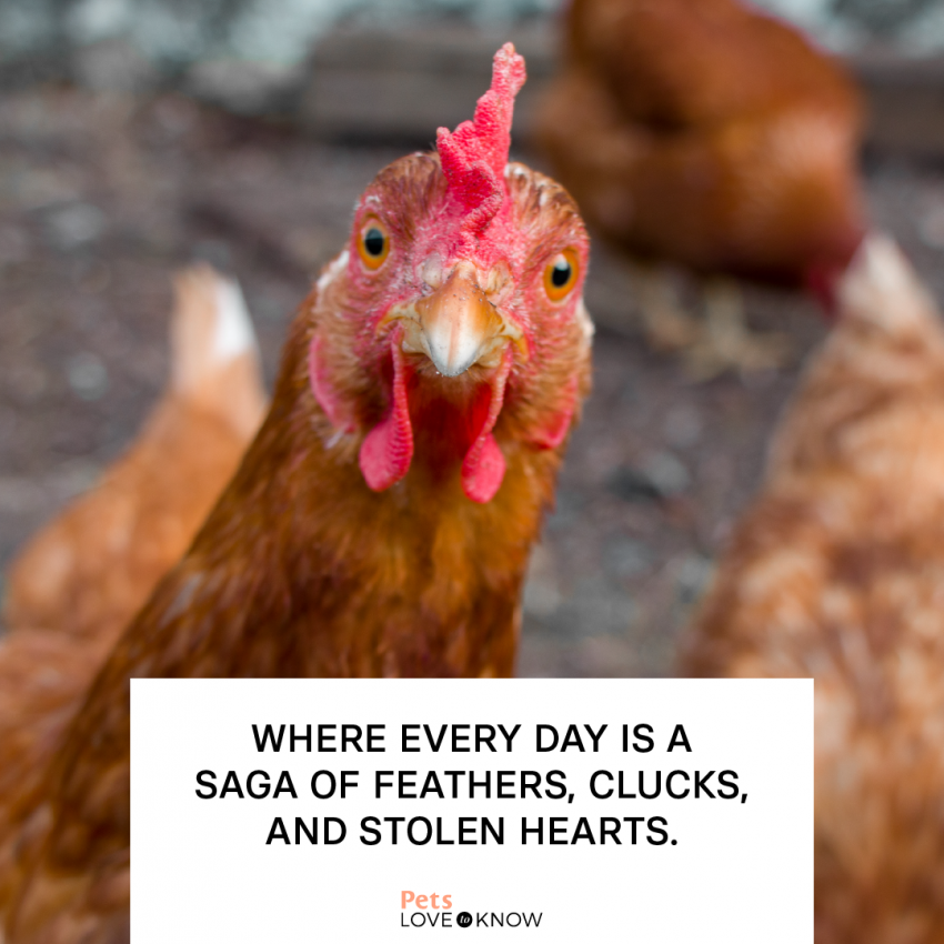 15 Memes That Perfectly Explain Chicken Math | LoveToKnow Pets